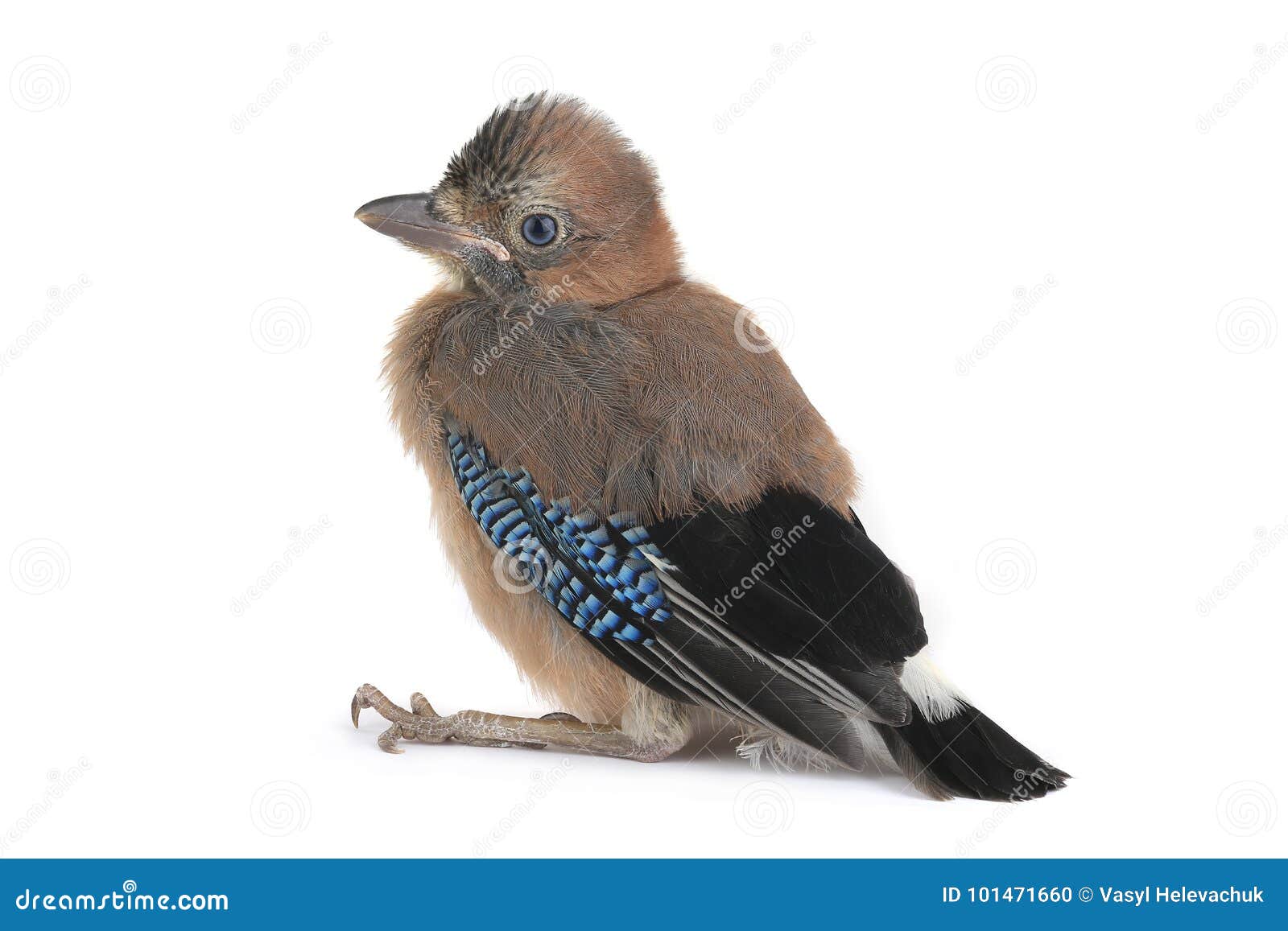 Baby eurasian Jay stock photo. Image of wild, bird, nature - 101471660