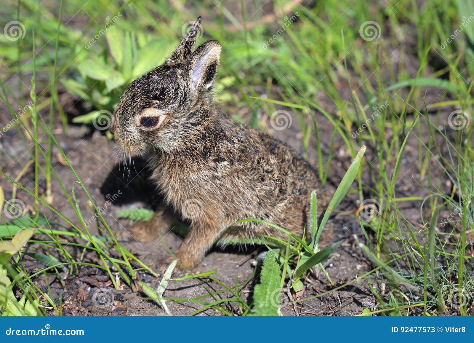 Baby of European Hare Sitting among Grass Stock Image - Image of young ...