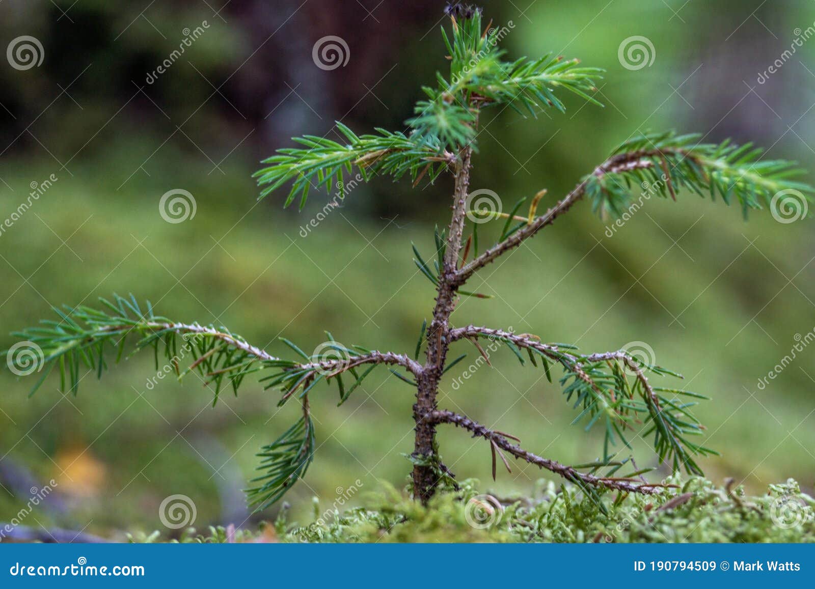 Baby evergreen tree stock image. Image of produce, branch - 190794509
