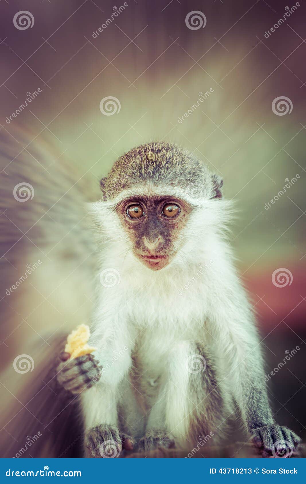 Baby Face stock image. Image of eating, nature, monkey - 43718213