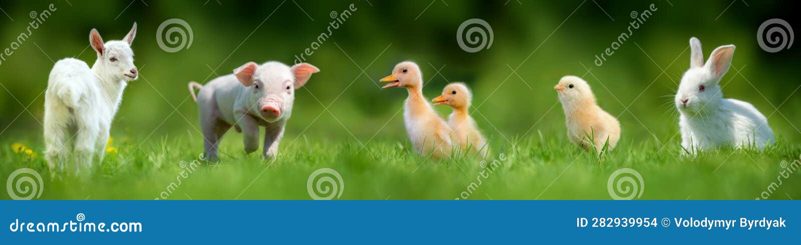 Baby Farm Animals in Green Summer Grass Stock Photo - Image of outdoors ...