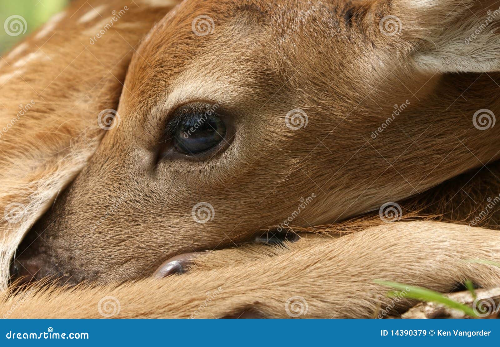 Baby Fawn stock image. Image of eyes, ground, baby, whitetail - 14390379