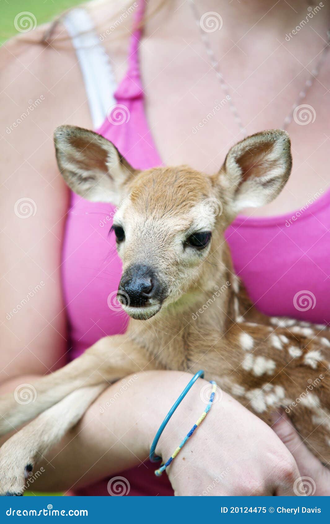 Baby Fawn Closeup stock image. Image of mammal, newborn - 20124475