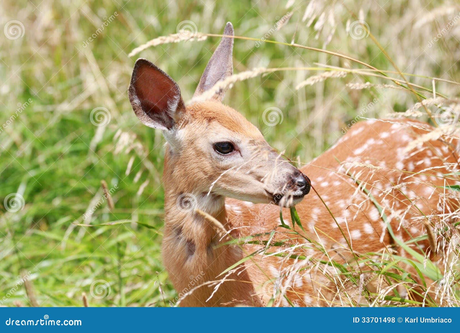 Baby fawn stock photo. Image of animal, beauty, mammal - 33701498