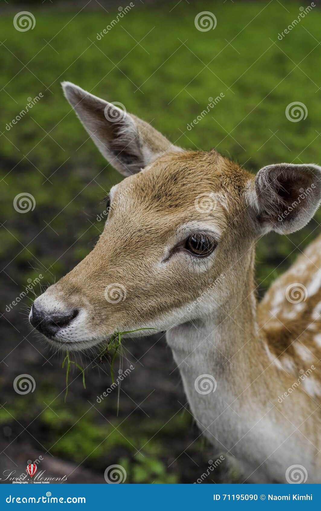 Baby Fawn stock photo. Image of catlike, mama, lying - 71195090