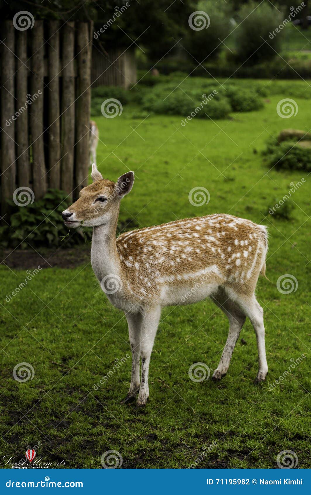 Baby Fawn stock photo. Image of catlike, white, outdoor - 71195982