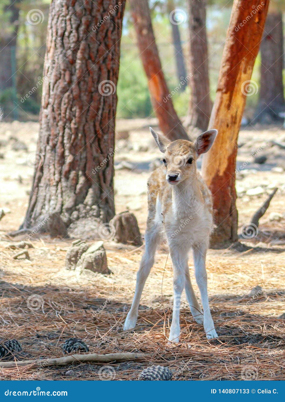 A baby fawn stock image. Image of animals, park, tree - 140807133