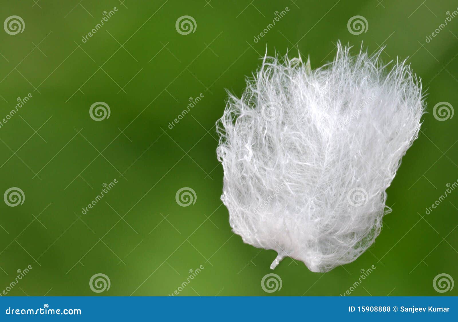 Baby feather stock photo. Image of imagination, macro - 15908888
