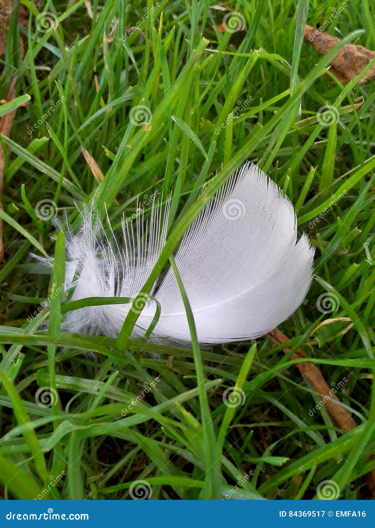 Baby Feather stock image. Image of chick, birds, animals - 84369517