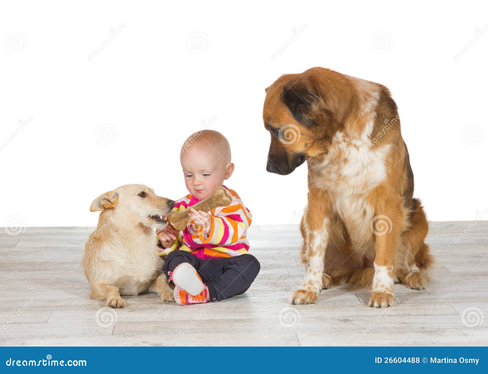 Baby Feeding One Dog Watched by Another Stock Photo - Image of ...