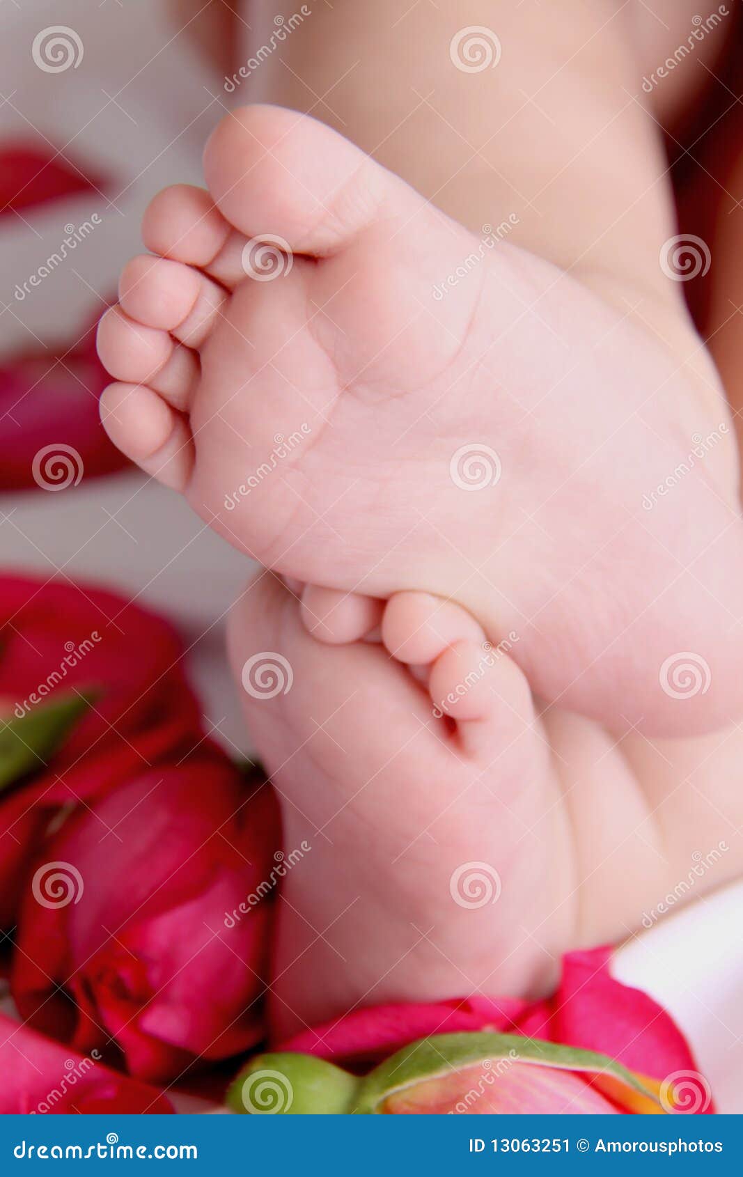 Baby Feet And Roses Royalty-Free Stock Photo | CartoonDealer.com #13063251