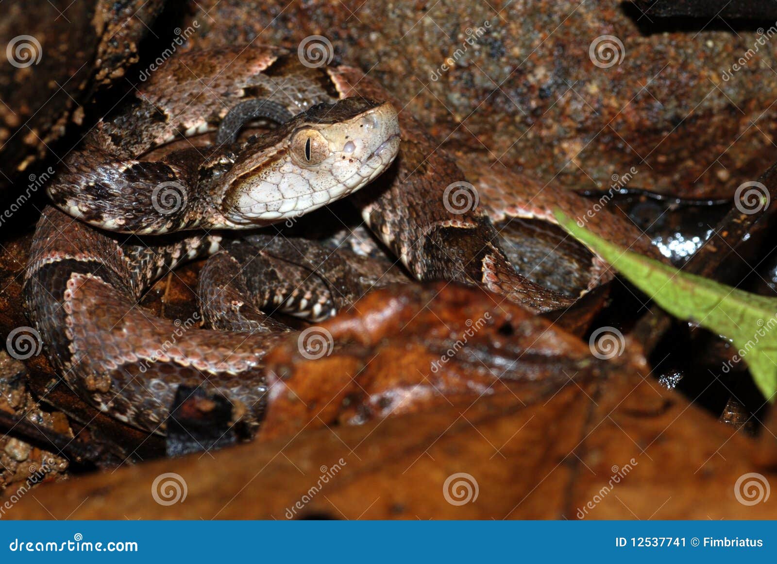 Baby Fer De Lance Snake in Costa Rica Stock Image - Image of costa ...