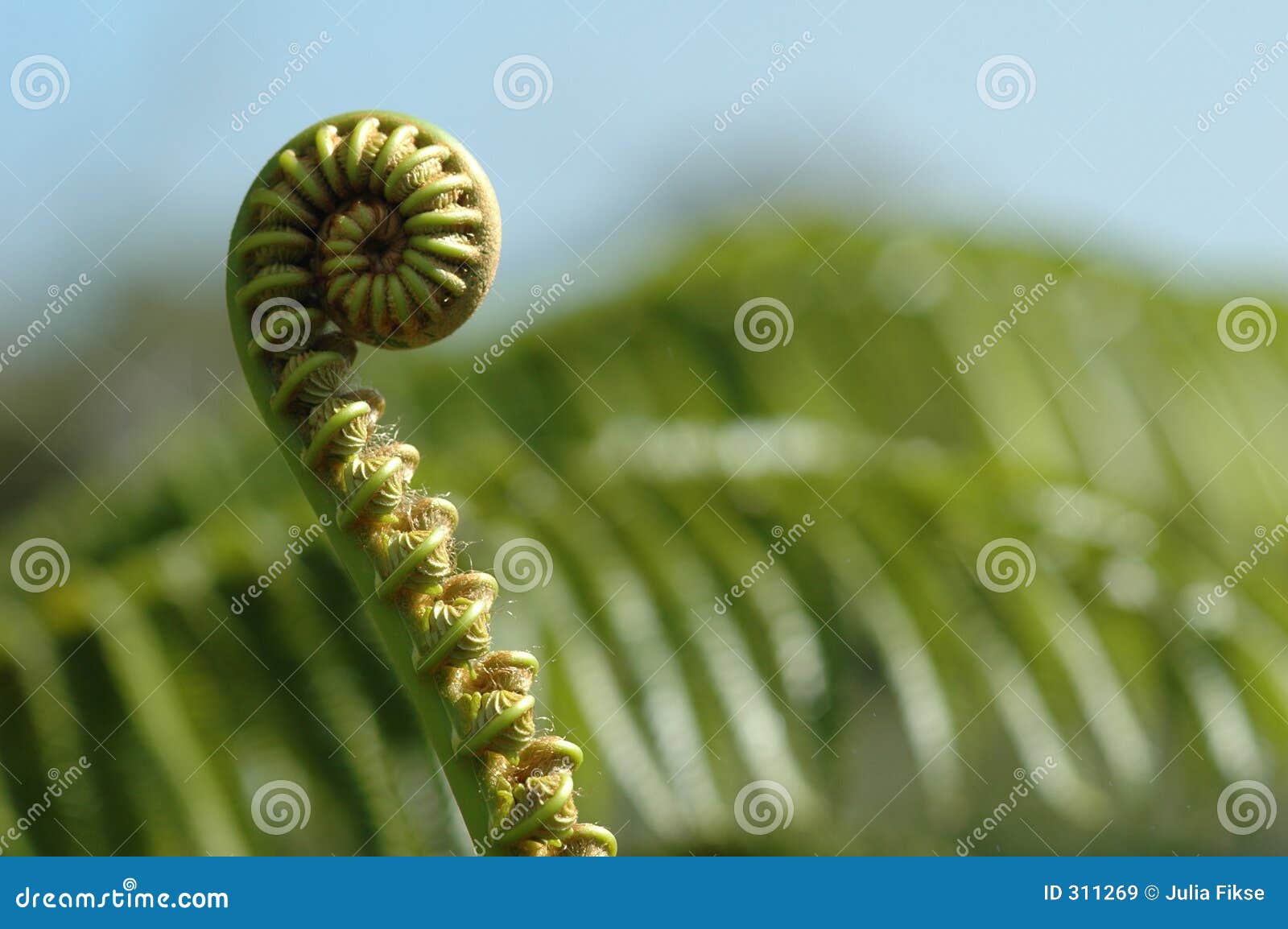 Baby Fern stock image. Image of tropical, curl, palm, ribbed - 311269