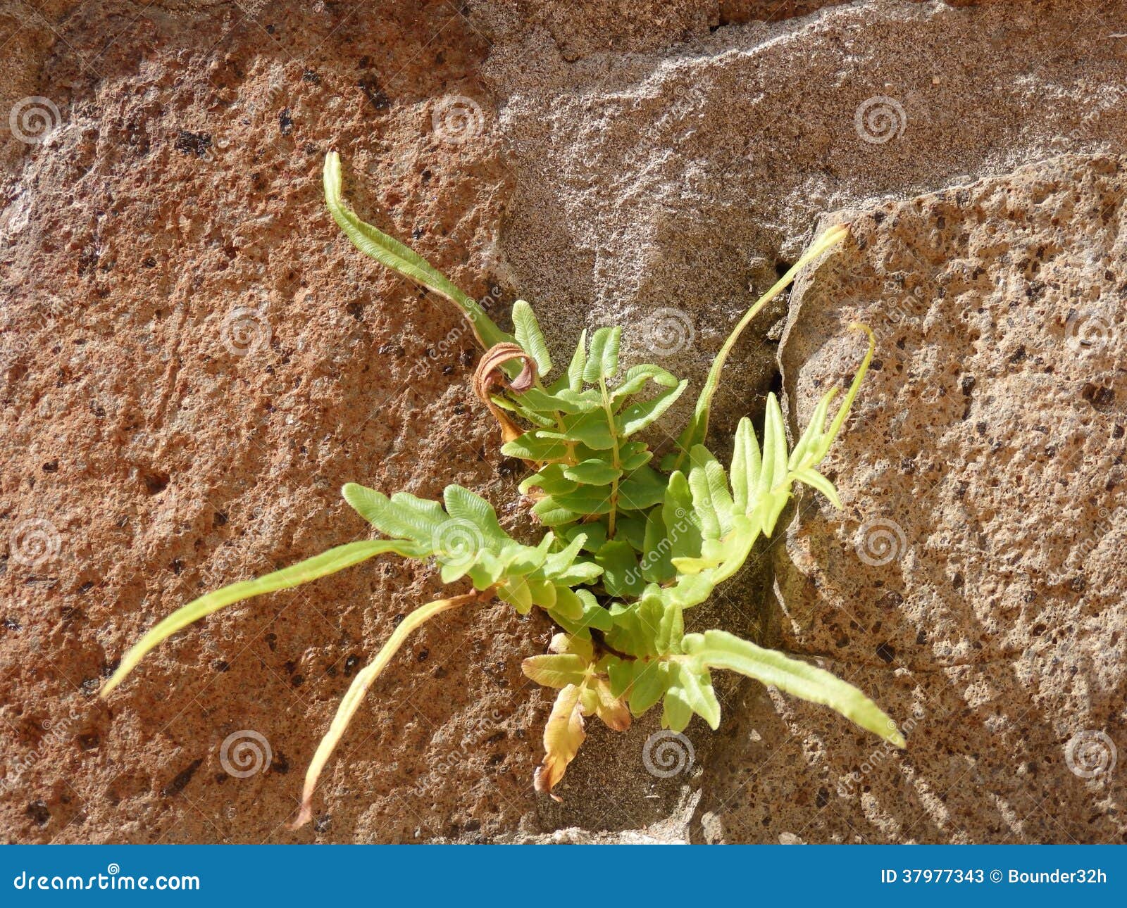 A Baby Fern Growing from Rock. Stock Image - Image of growing, hardy ...