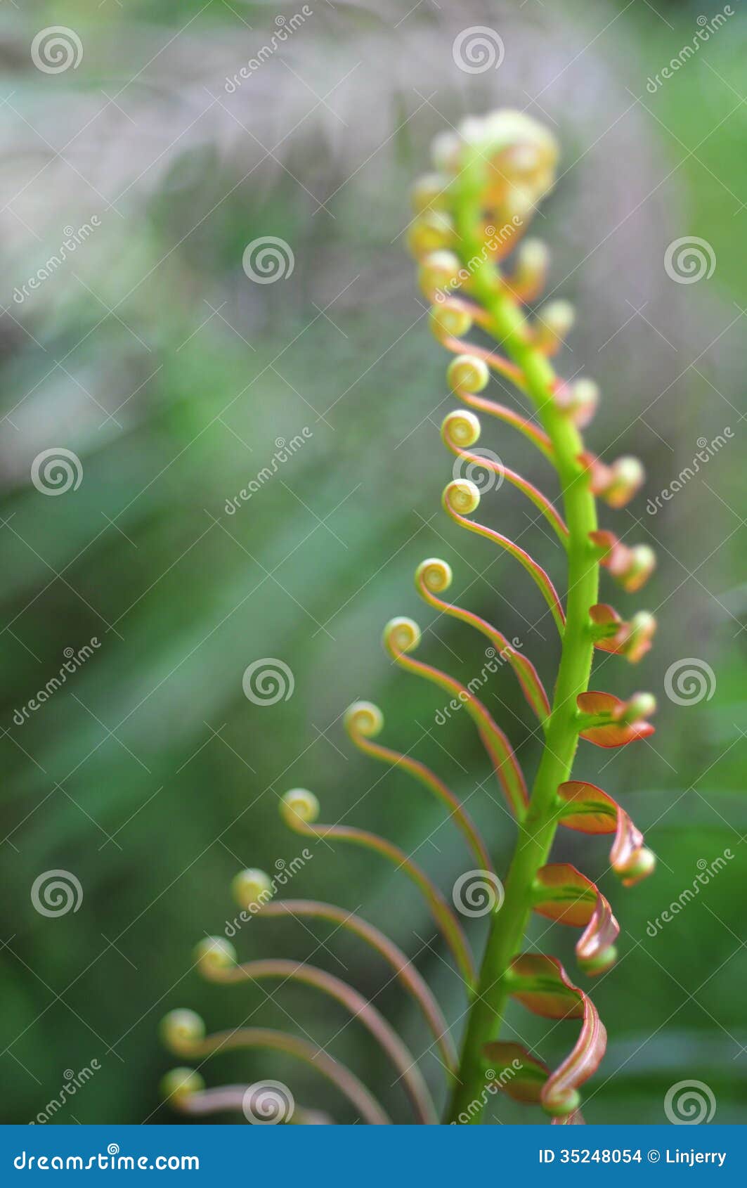 Baby fern leaf stock photo. Image of head, green, macro - 35248054