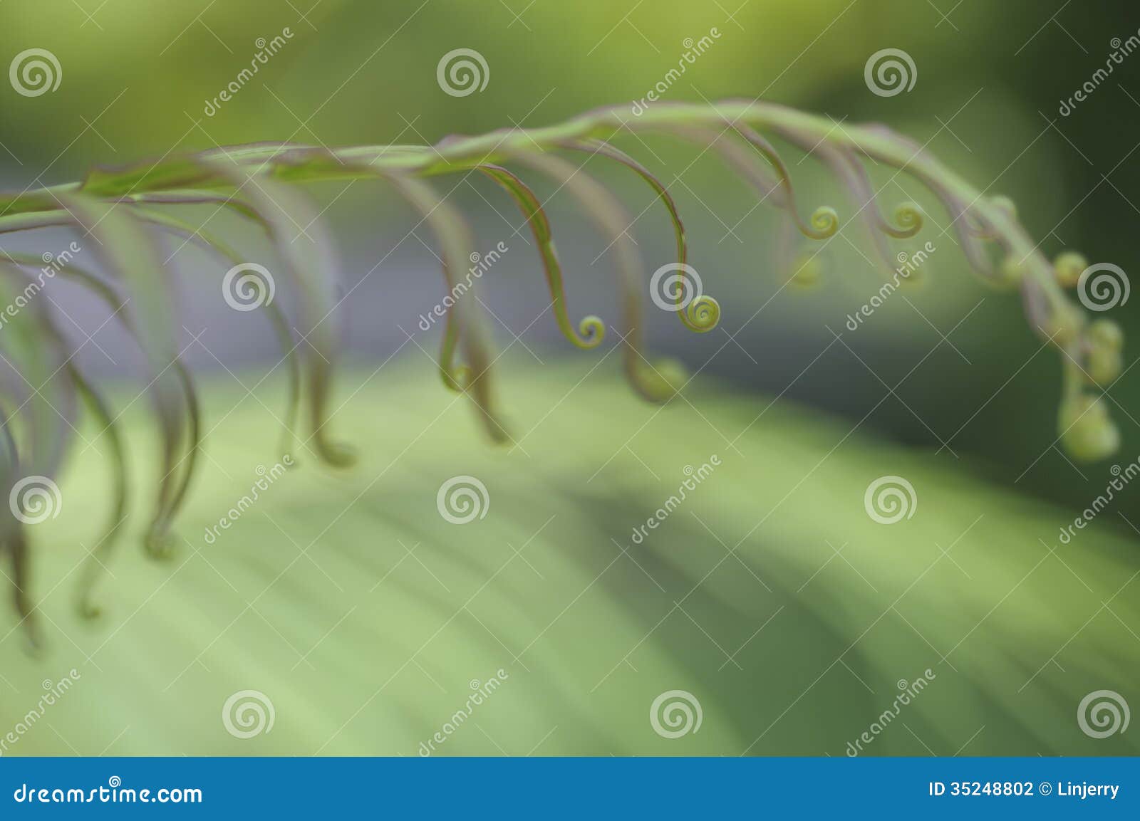 Baby fern leaf stock photo. Image of curve, fern, grow - 35248802