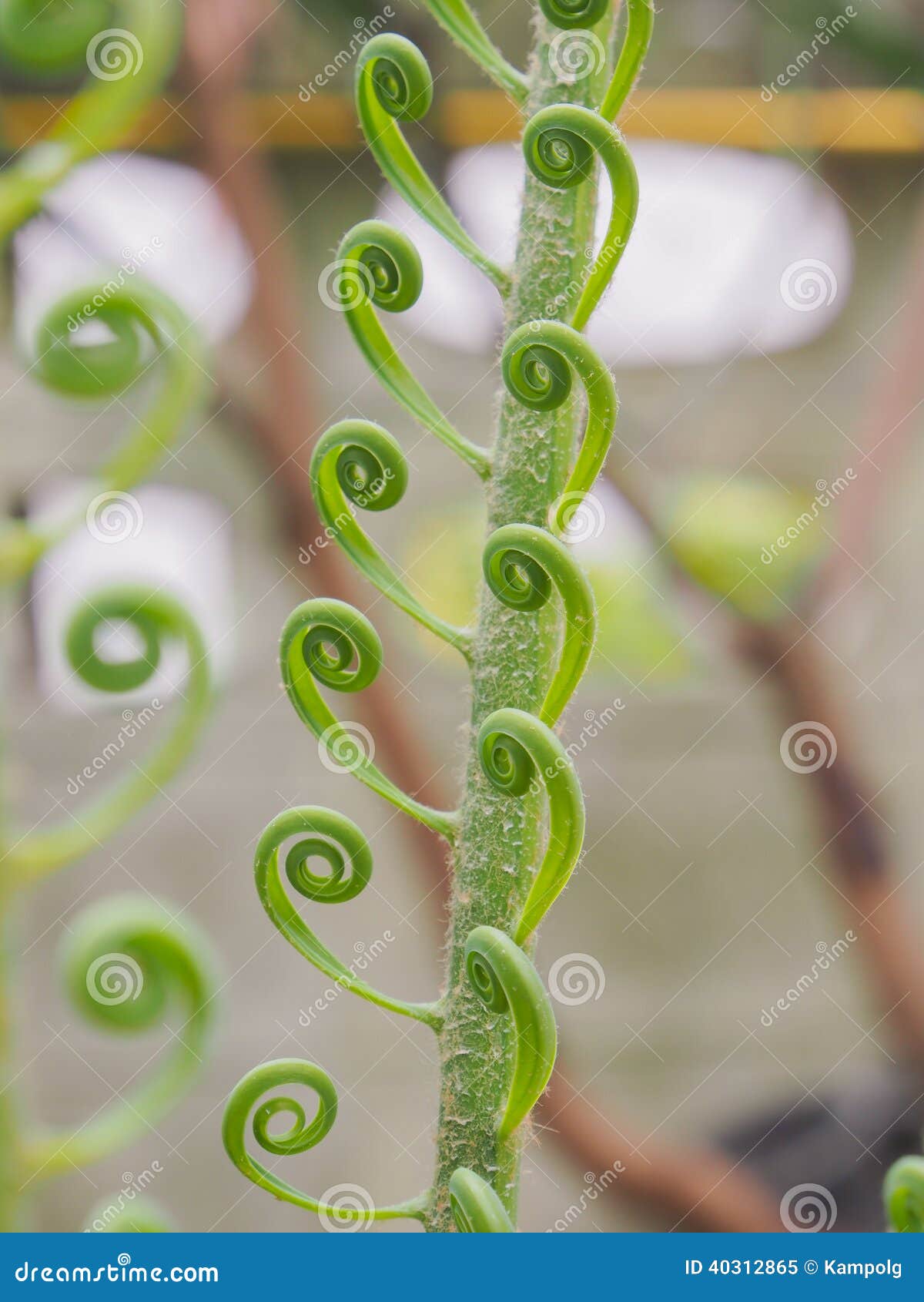 Baby fern stock image. Image of curl, peace, relax, green - 40312865