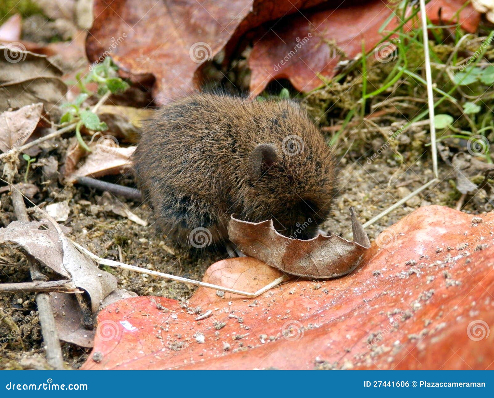 Baby Water Vole