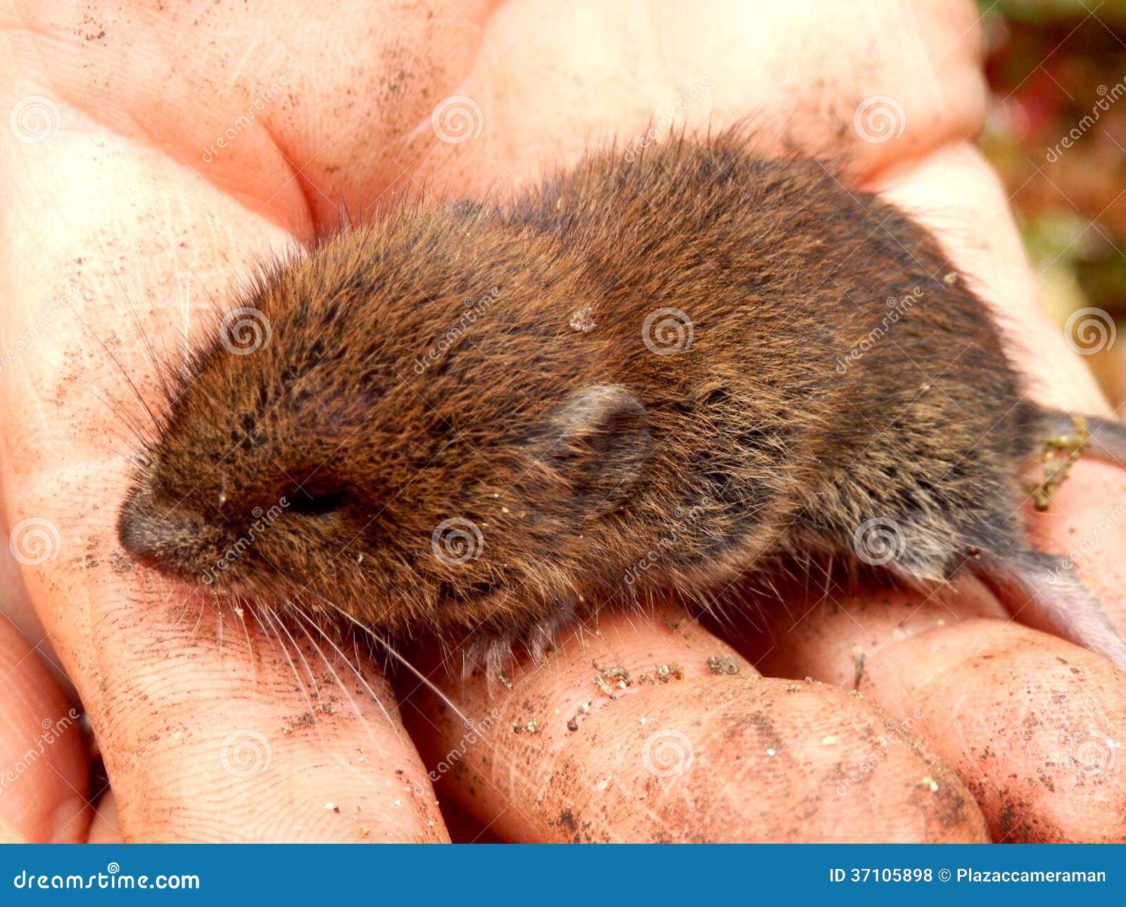 Baby Field Vole stock photo. Image of agrestis, creature - 37105898