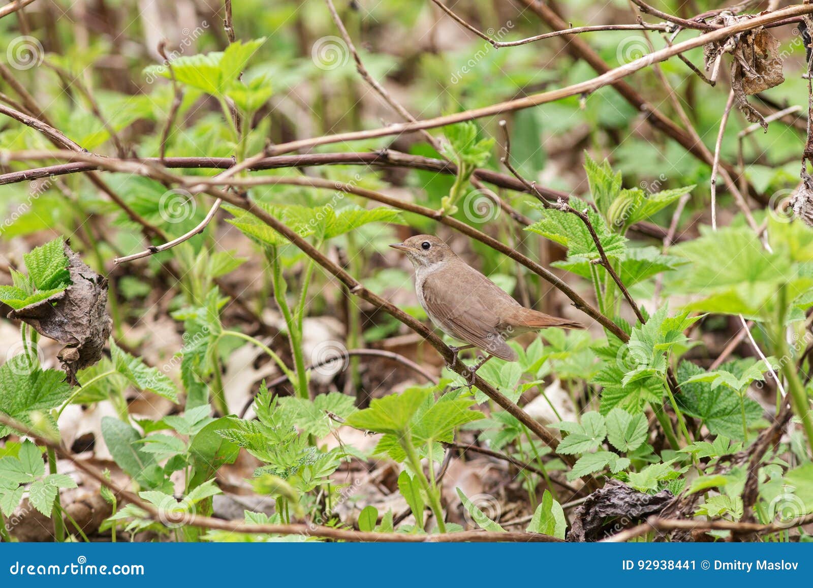 Baby fieldfare on a branch stock image. Image of wildlife - 92938441