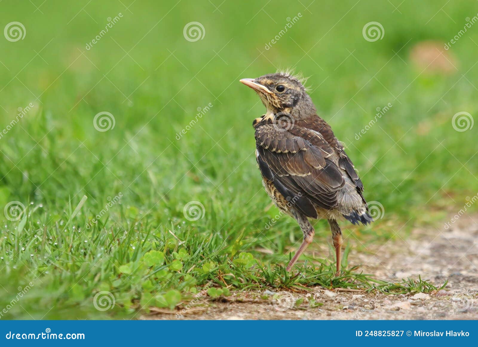 Baby of the Fieldfare Turdus Pilaris Stock Image - Image of turdus ...