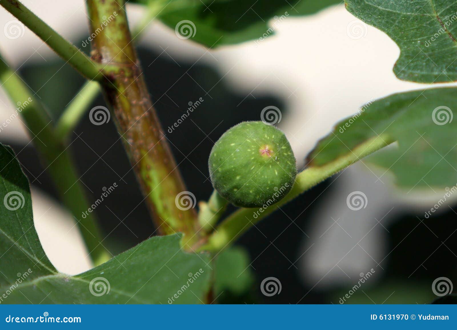 Baby Fig Picture. Image: 6131970