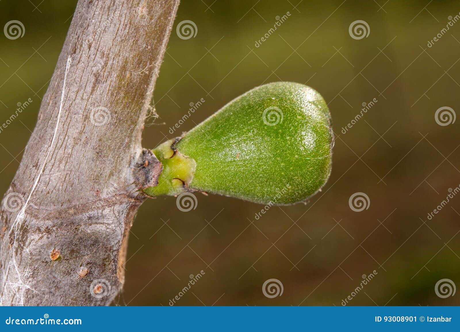 Baby fig on a tree stock image. Image of garden, grow - 93008901