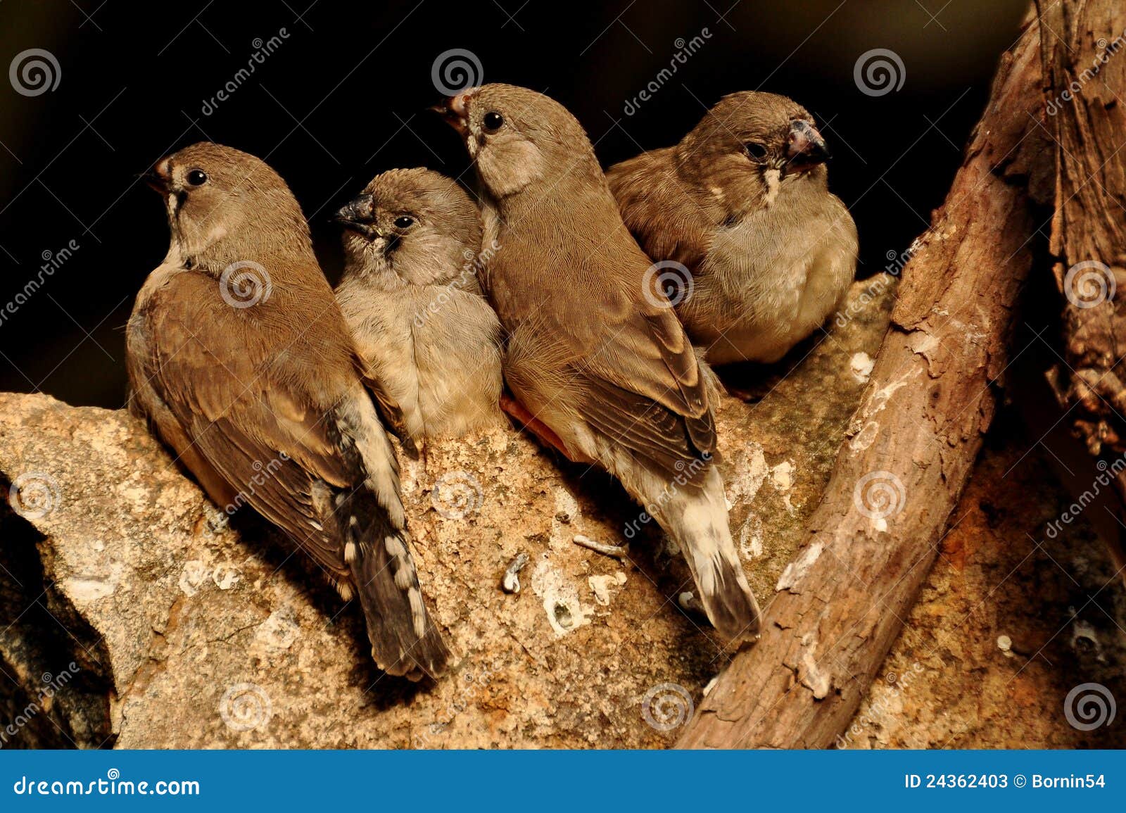 Baby Finches stock image. Image of finches, four, quartet - 24362403