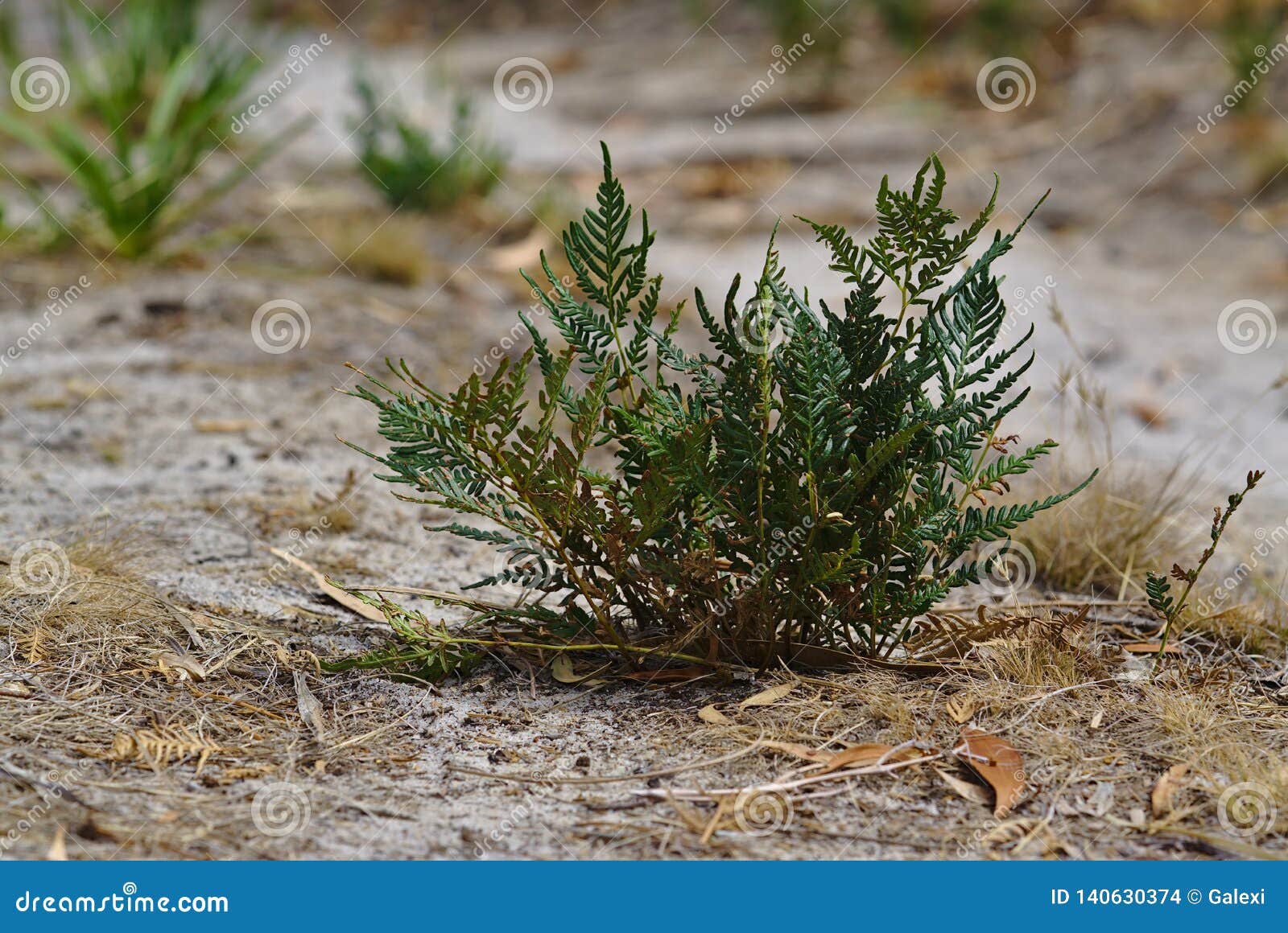 Baby Fir Tree Growing on Dried Surface Stock Photo - Image of greeting ...