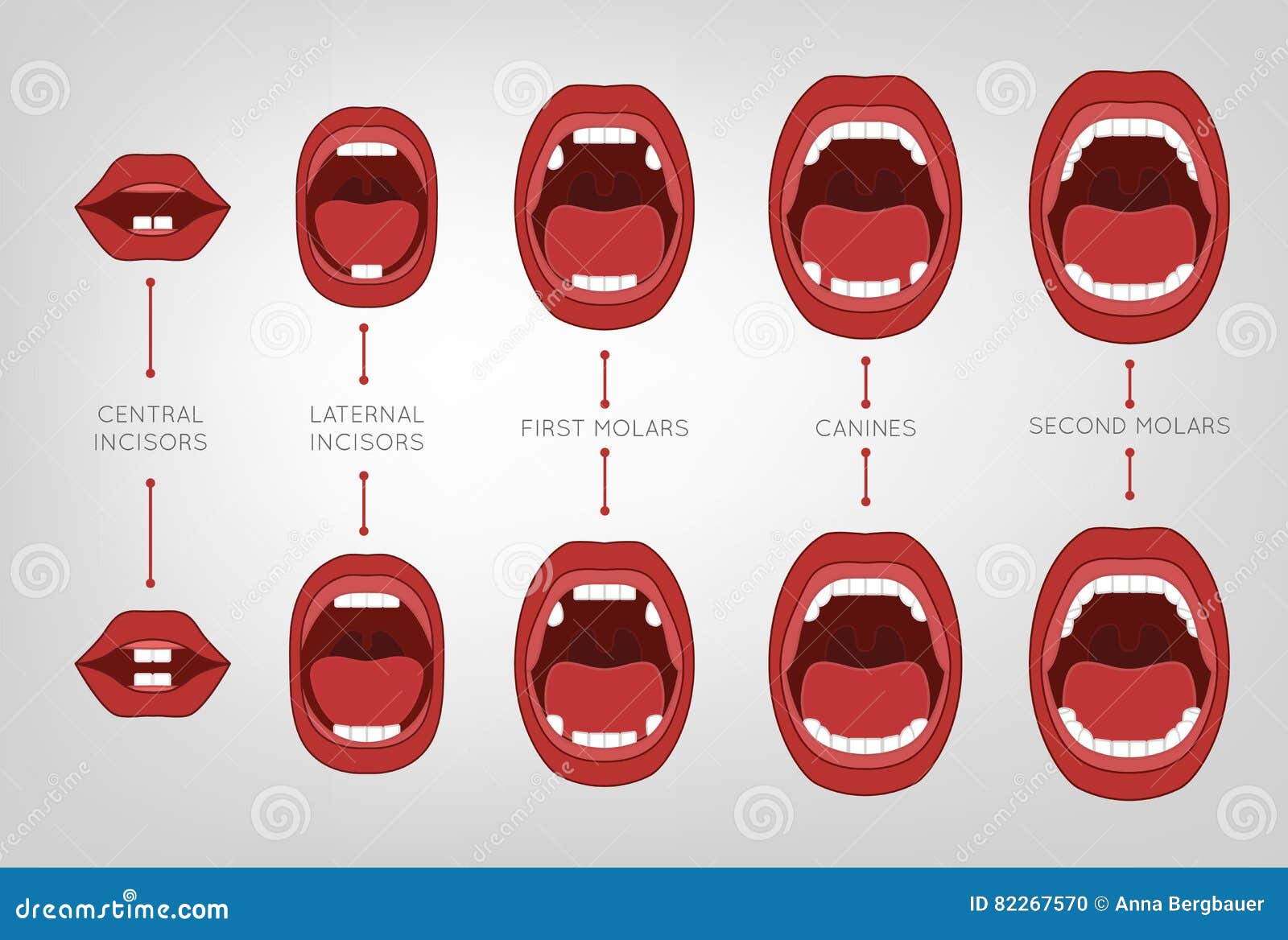 Baby First Teeth Chart stock vector. Illustration of icon - 82267570