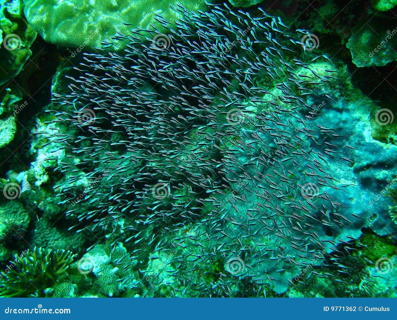 Baby fish stock photo. Image of wildlife, small, nature - 9771362