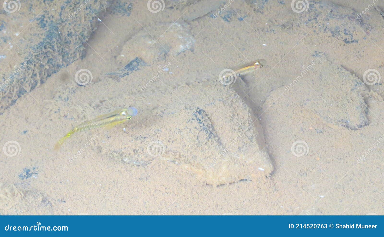 Baby fish in clear water stock image. Image of water - 214520763