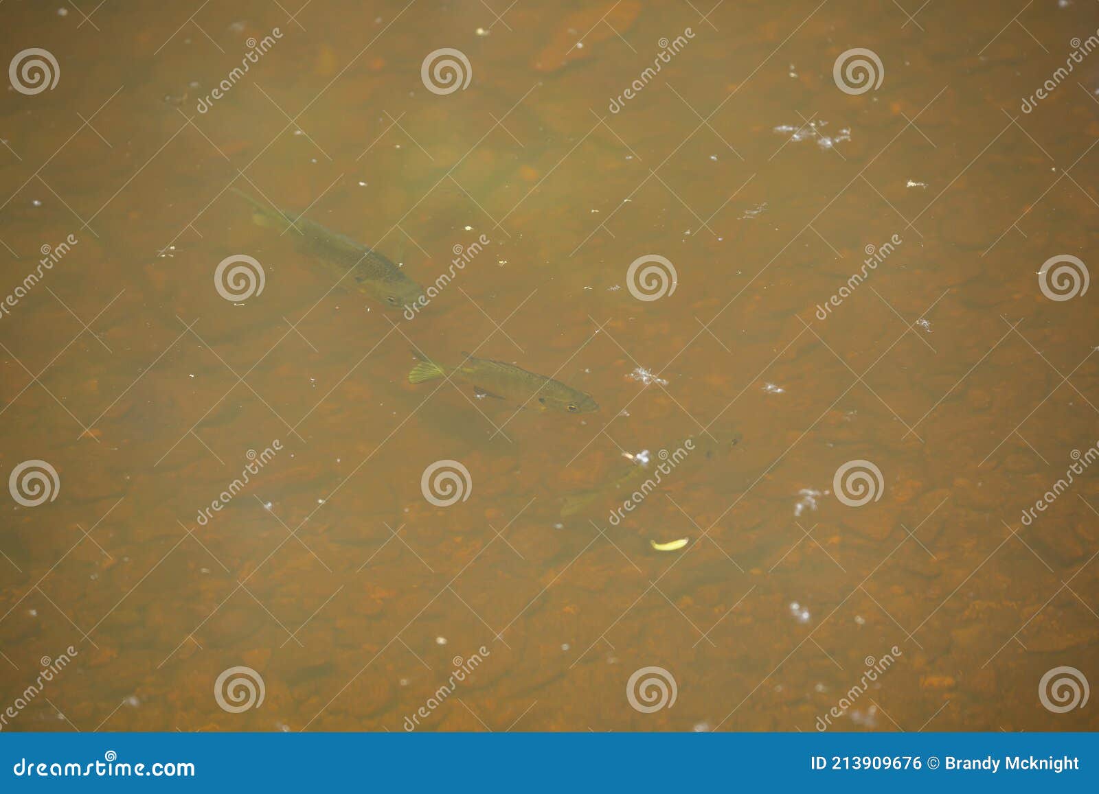 Baby Fish Swimming in Shallow Water Stock Photo - Image of nature ...
