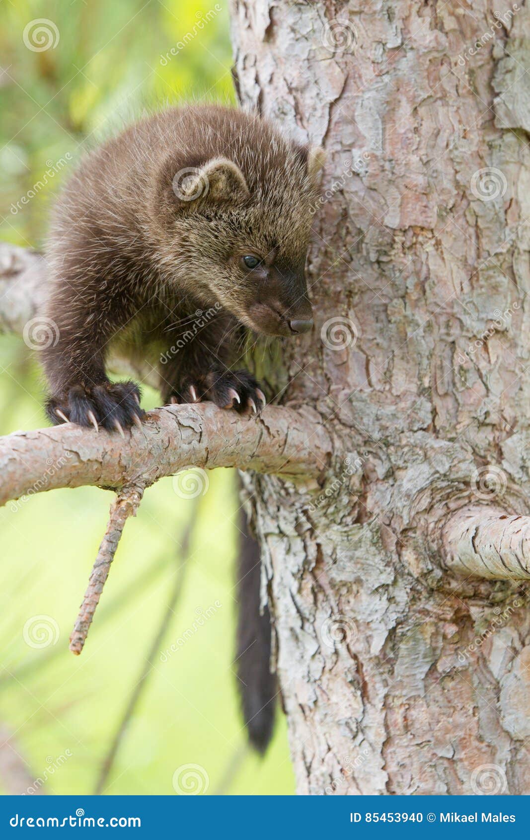Baby Fisher Looking Down from Tree Stock Photo - Image of baby, captive ...