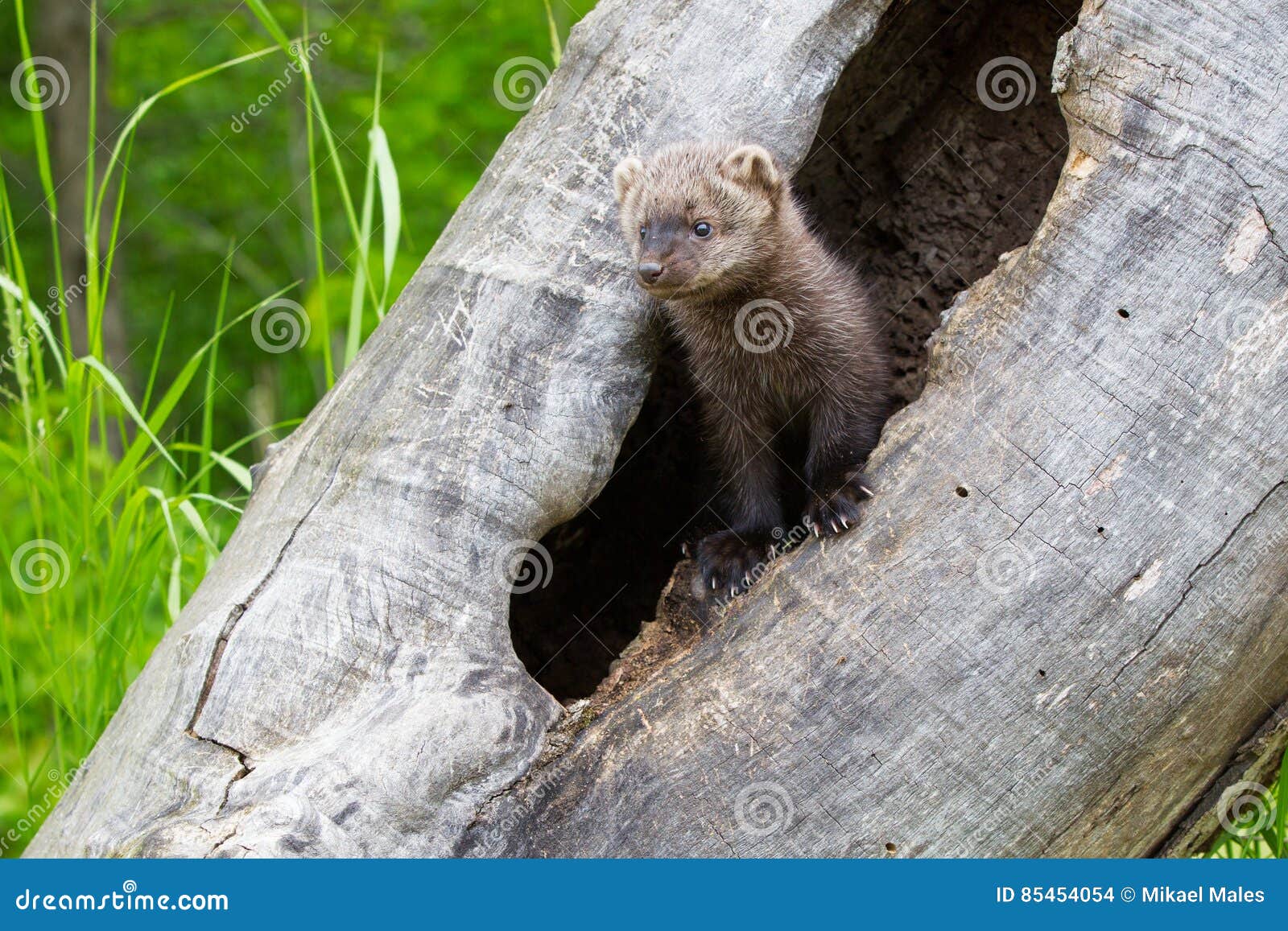 Baby Fisher Looking Out of Log Stock Photo - Image of young, walking ...