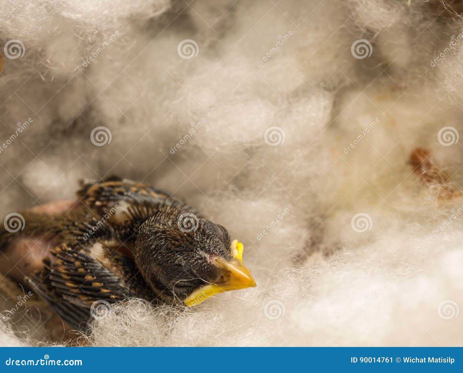 Baby Flapper Bird Sleeping stock image. Image of house - 90014761