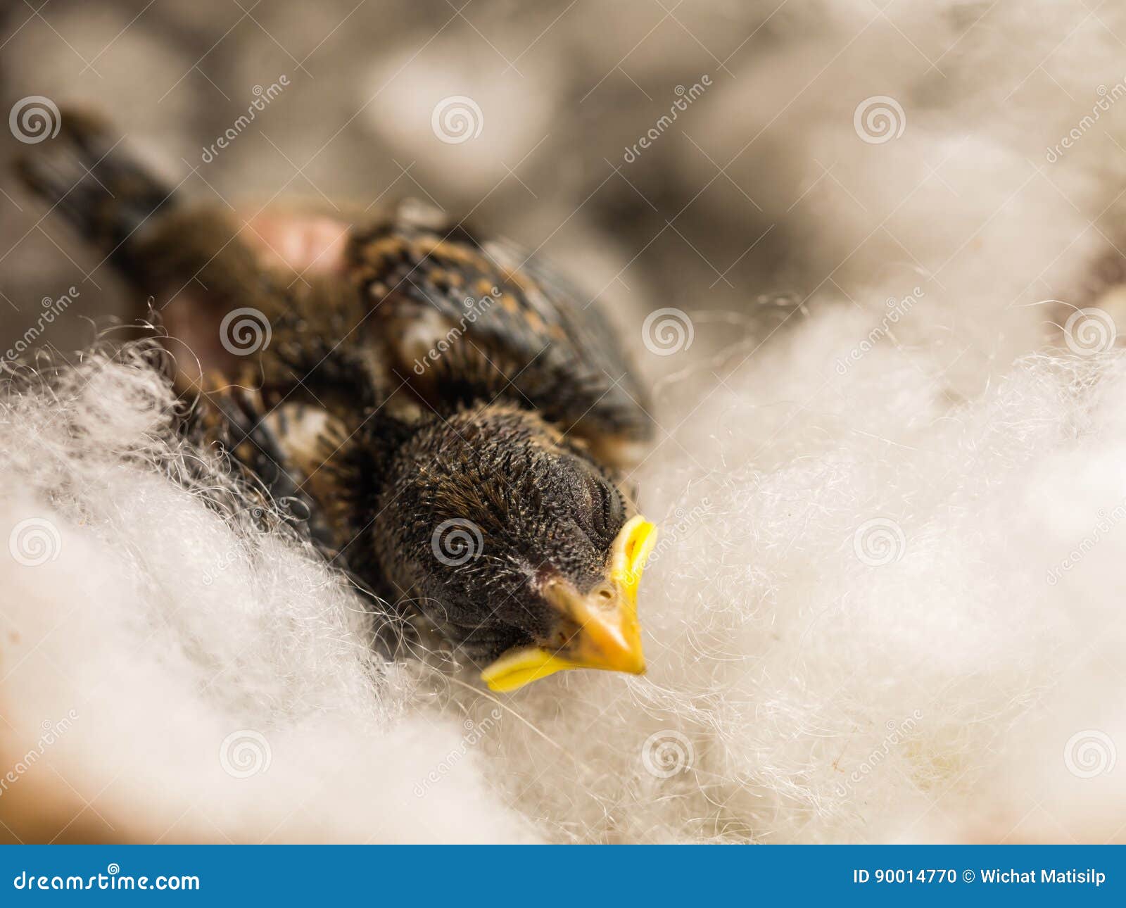 Baby Flapper Bird Sleeping stock photo. Image of hatching - 90014770