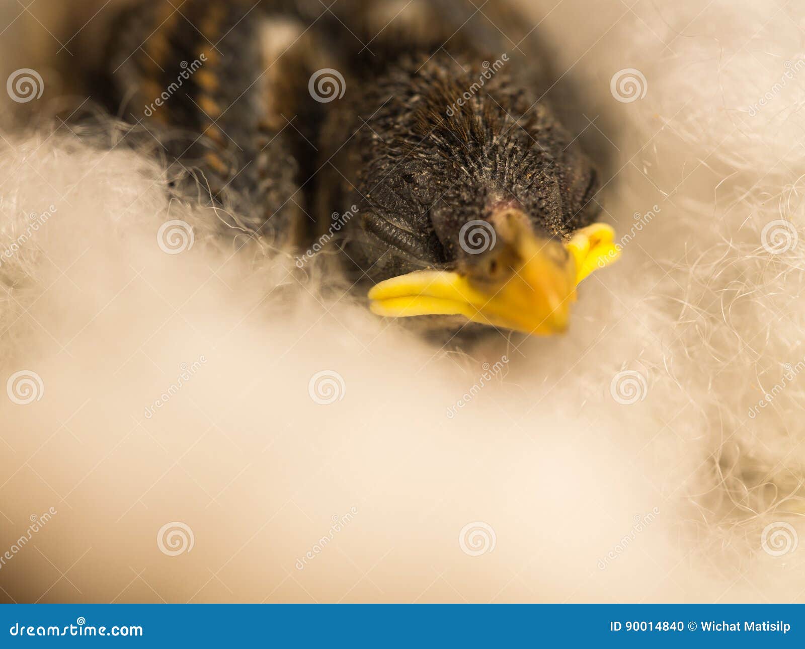 Baby Flapper Bird Sleeping stock photo. Image of natural - 90014840