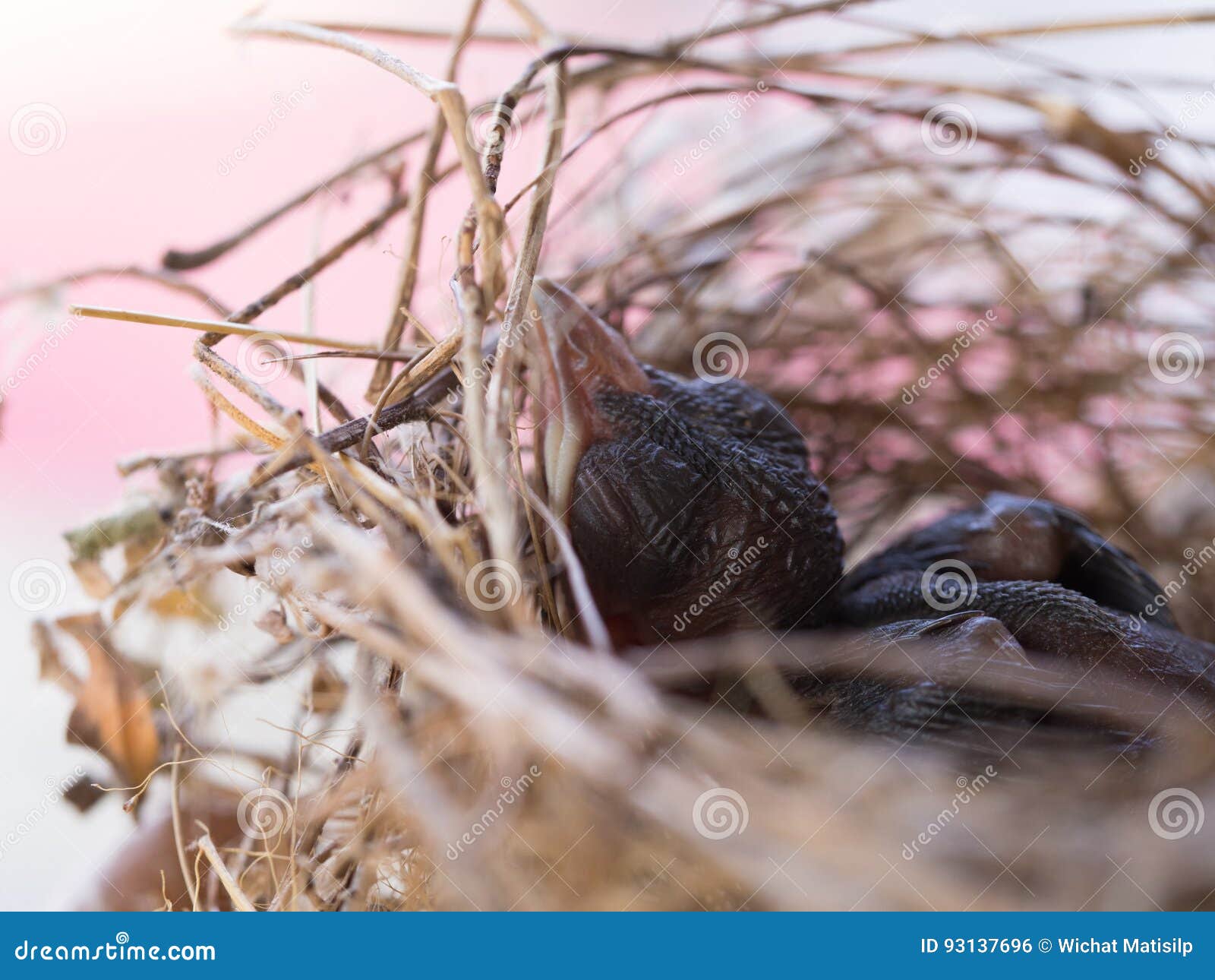 Baby Flapper Bird Sleeping in the Nest Stock Photo - Image of baby ...