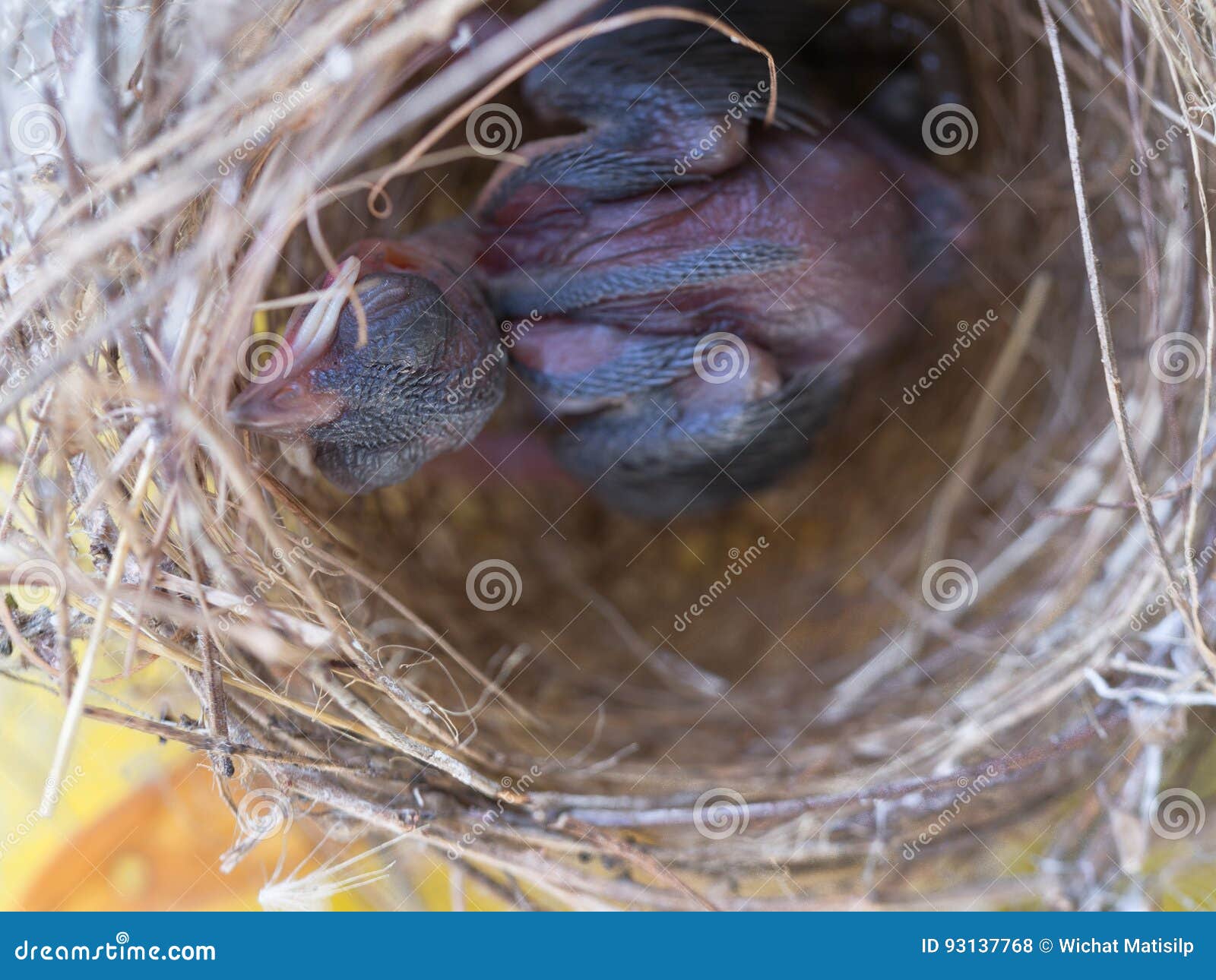 Baby Flapper Bird Sleeping in the Nest Stock Photo - Image of nature ...