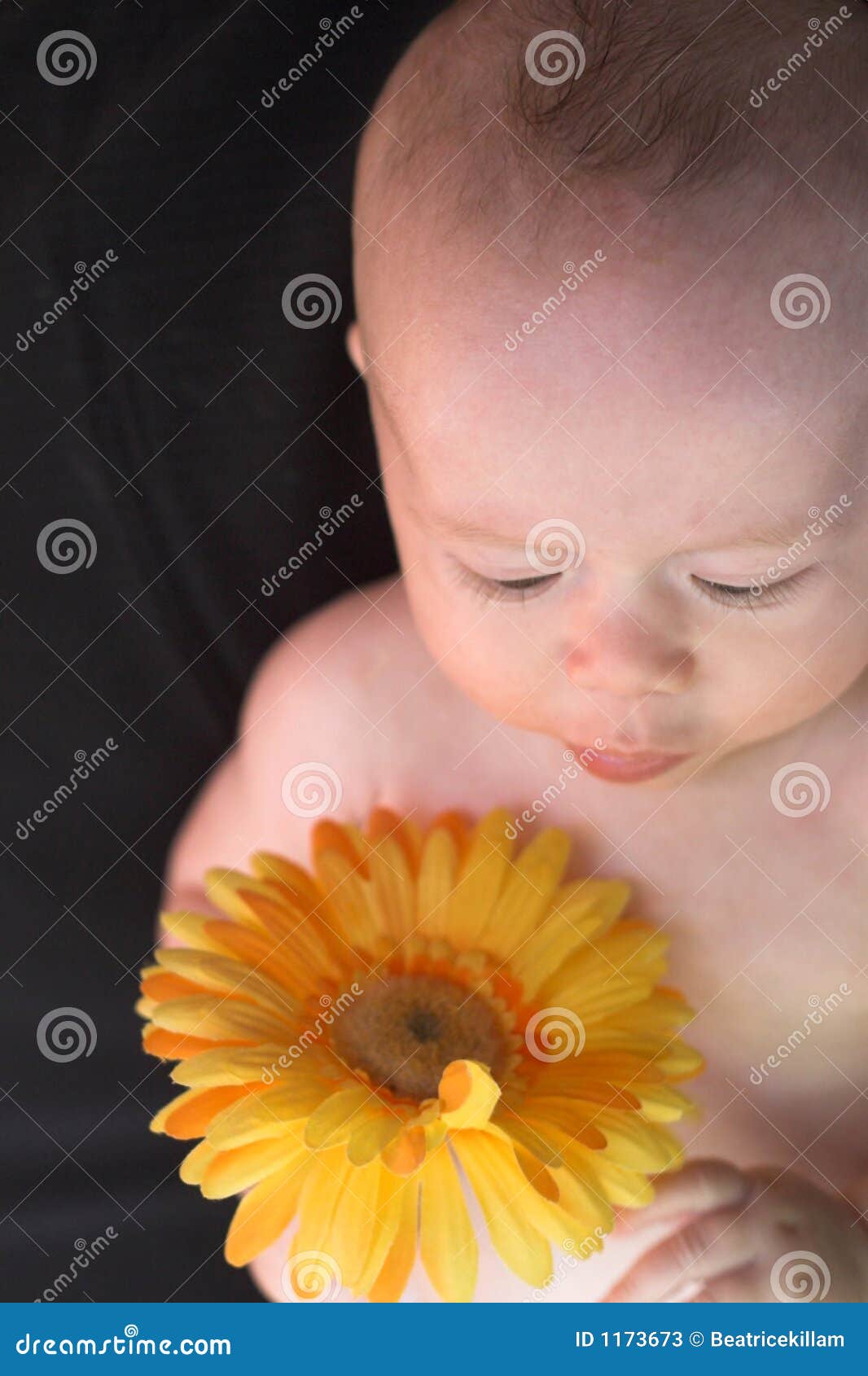 Baby with Flower stock image. Image of handsome, portrait - 1173673