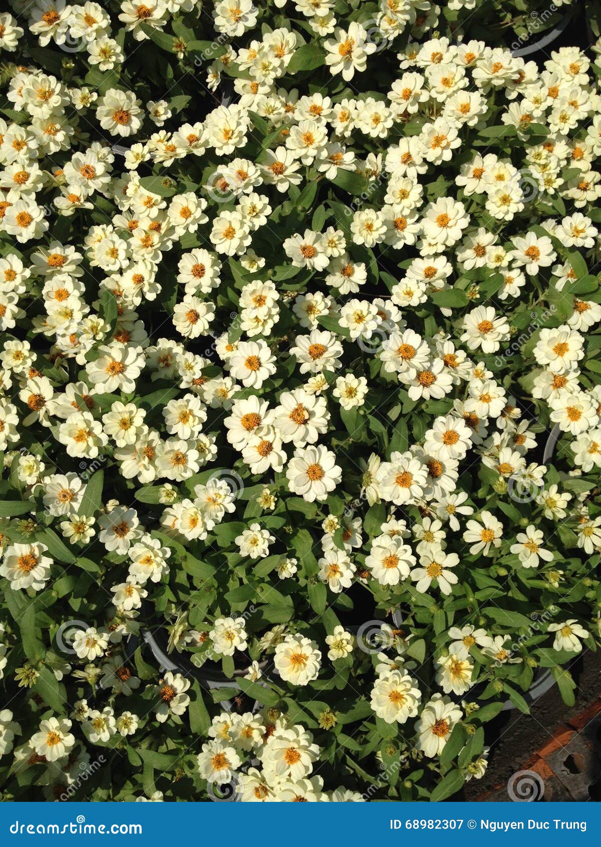 Baby flowers in Spring editorial photography. Image of spring - 68982307