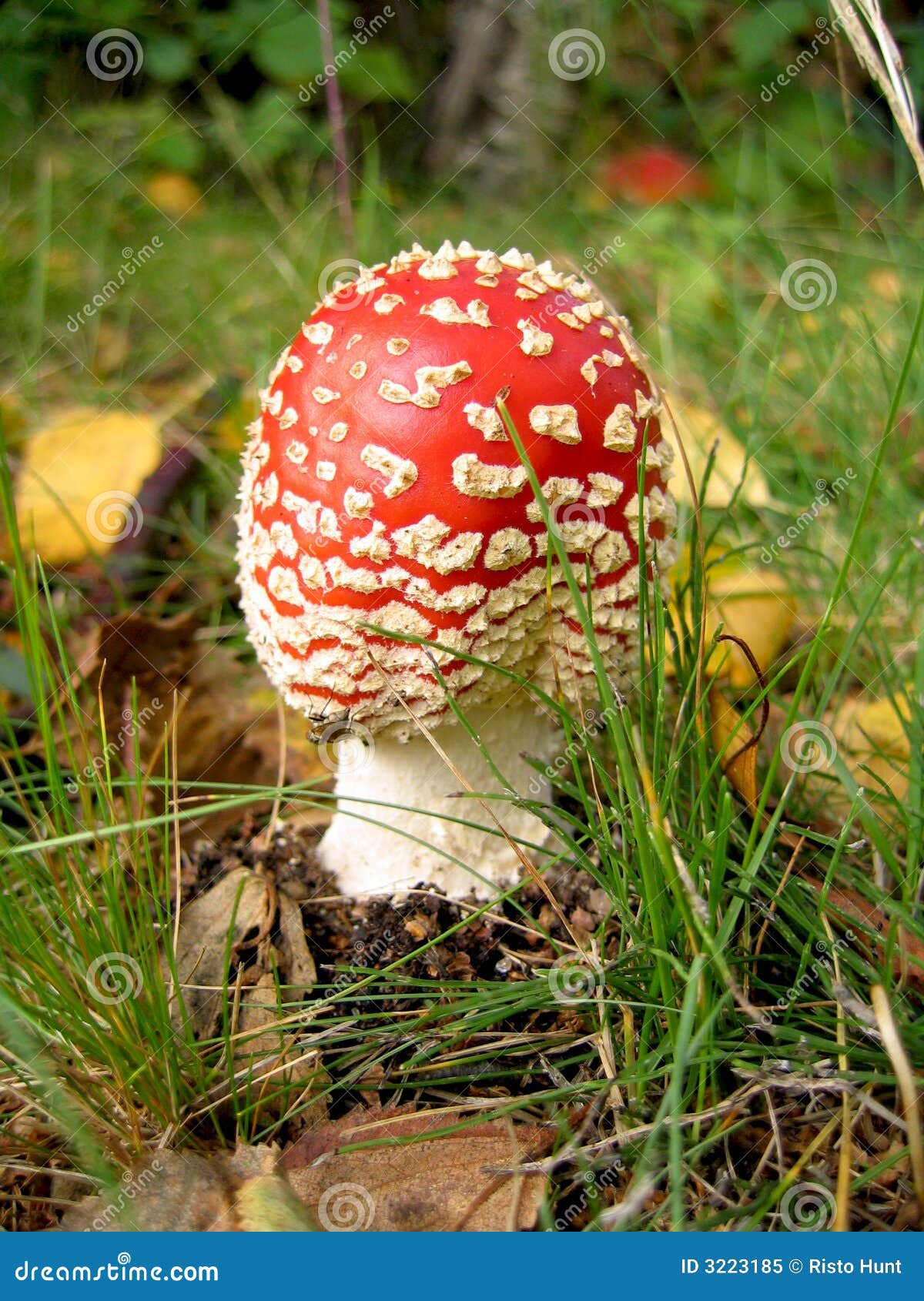 Baby Fly-agaric stock image. Image of bonnet, close, autumn - 3223185