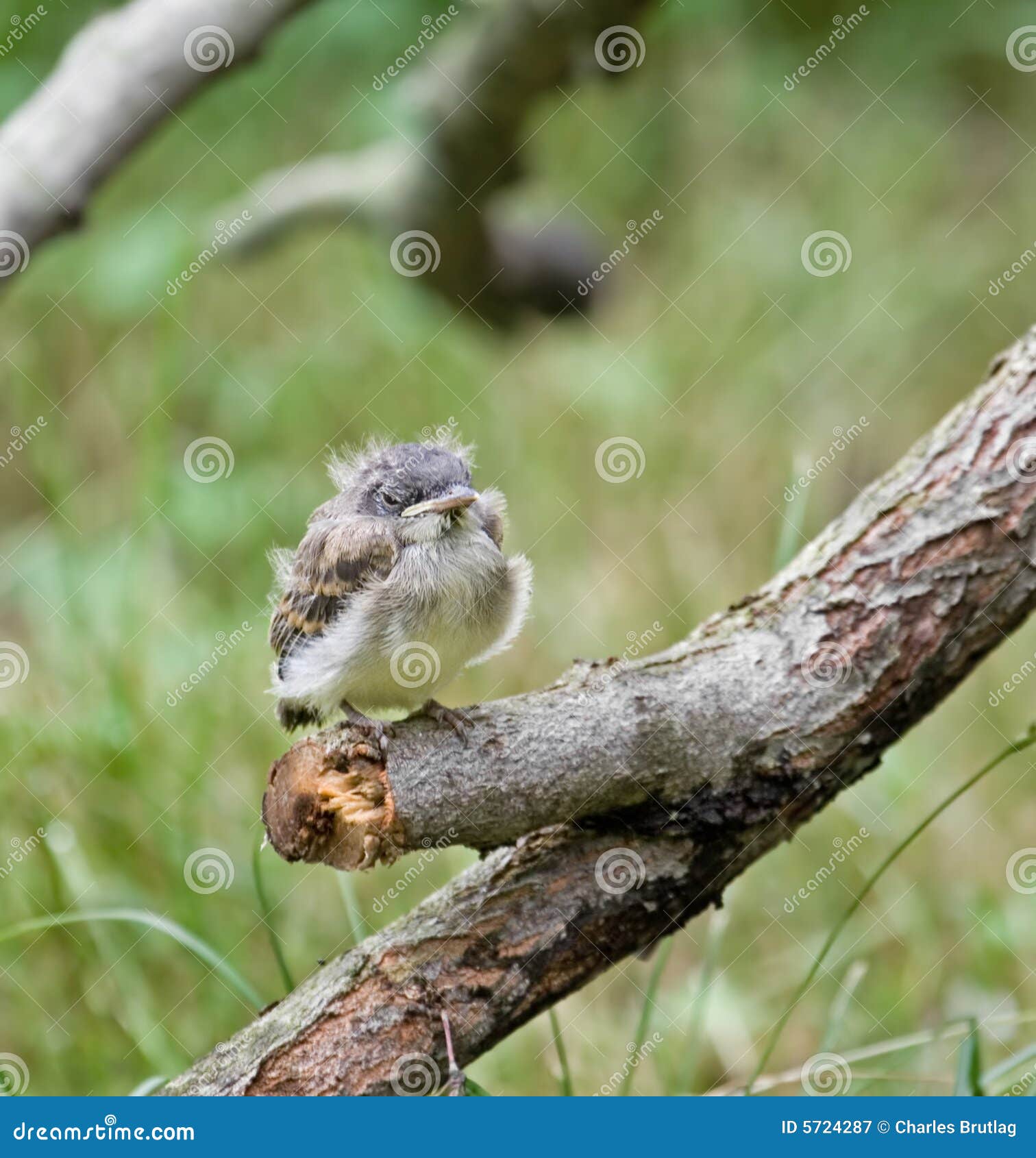 Baby Flycatcher stock image. Image of wild, close, nature - 5724287