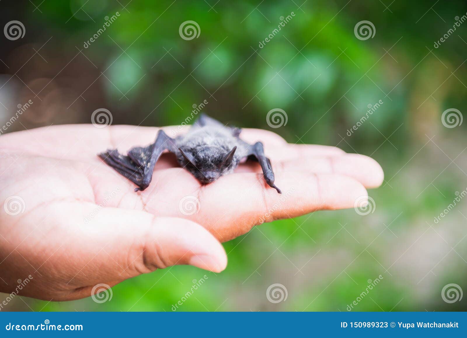 Baby Flying Bat Sleeping and Holding on Hand Stock Image - Image of ...