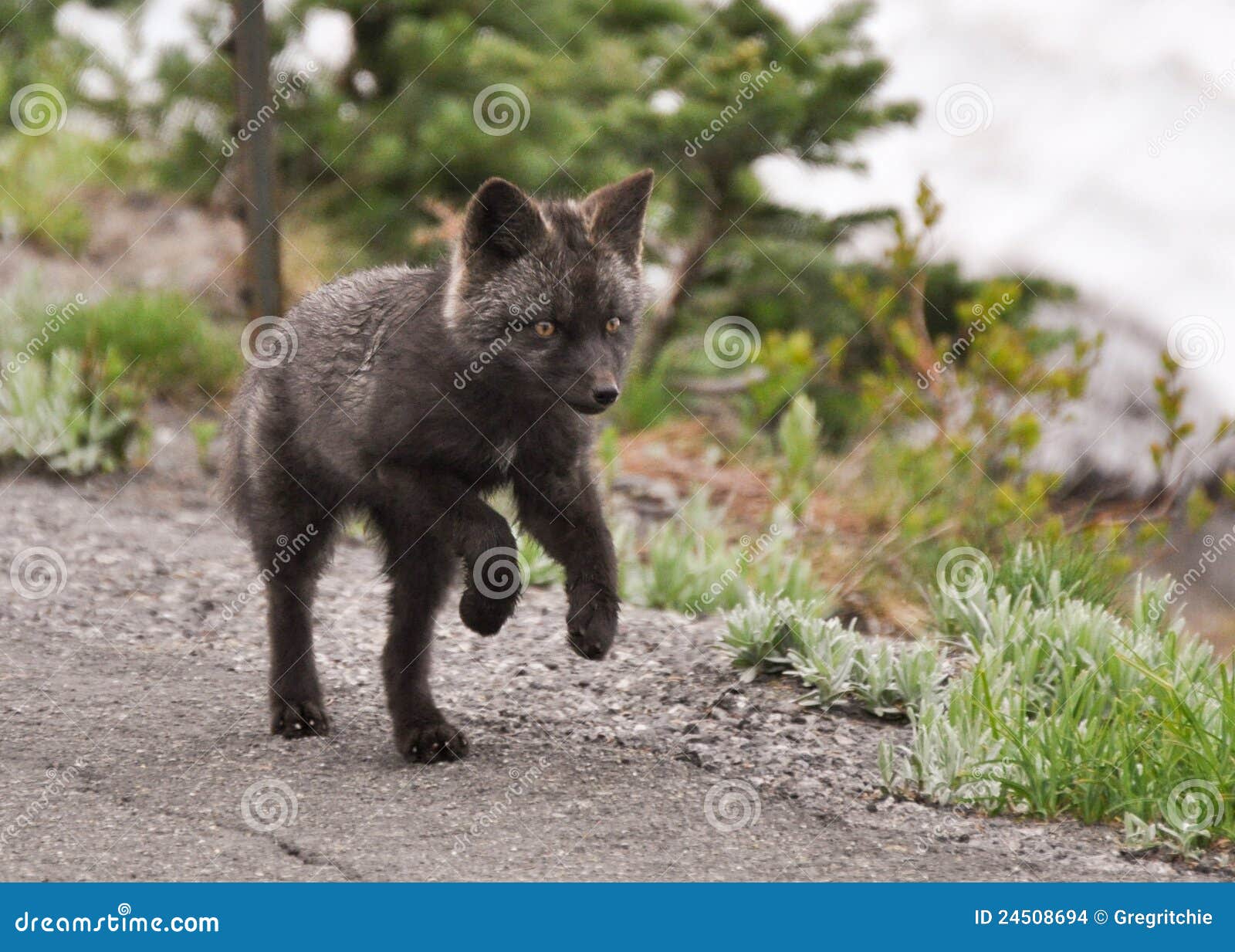 Baby fox stock photo. Image of wildlife, nose, playing - 24508694