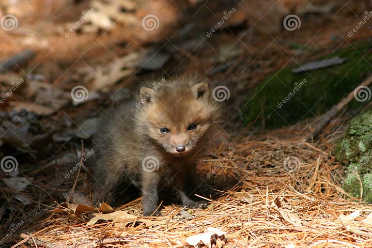 Baby fox stock photo. Image of sweet, wilderness, national - 270816