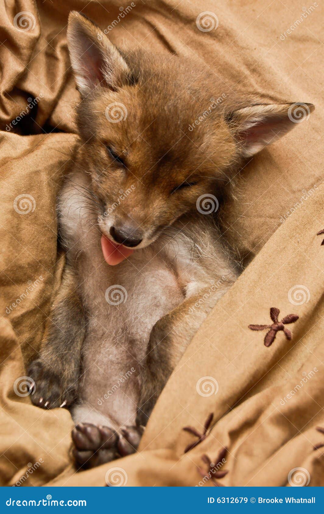 Baby fox stock image. Image of peeking, english, raid - 6312679