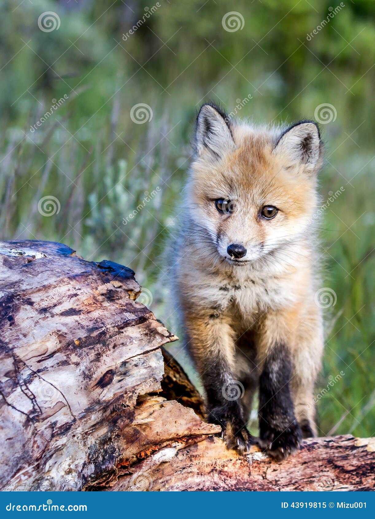Baby Fox stock image. Image of purple, color, young, flower - 43919815
