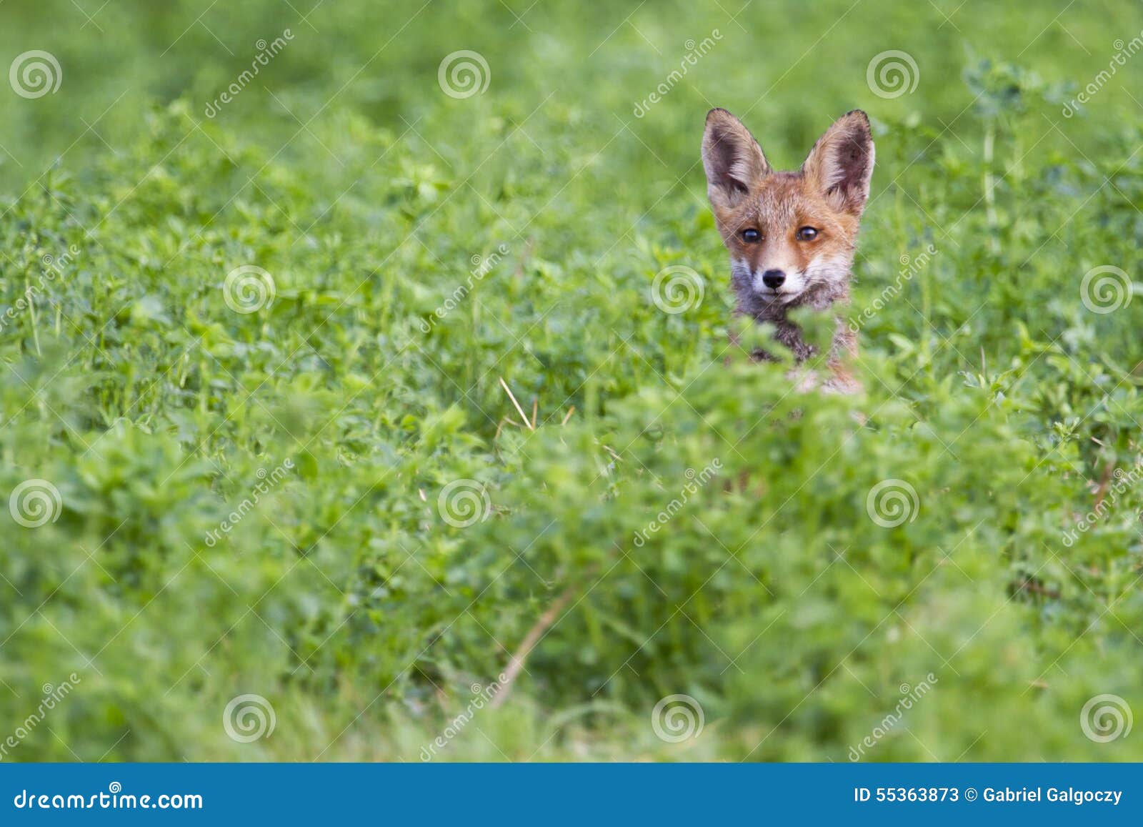 Baby fox head stock image. Image of america, grey, urocyon - 55363873